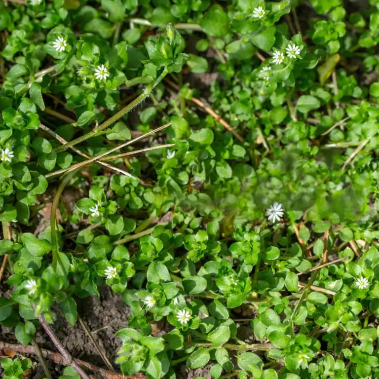 7 Common Weeds in Virginia (with Pictures)