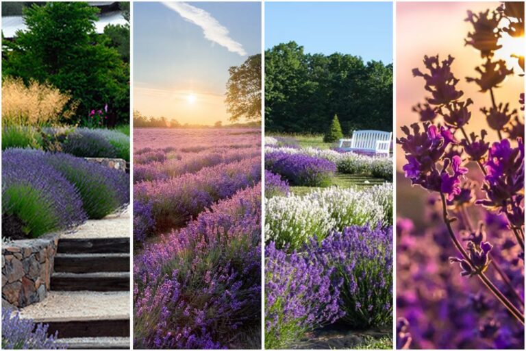 What Kind of Shrubs Can You Shape? Top 9 Picks