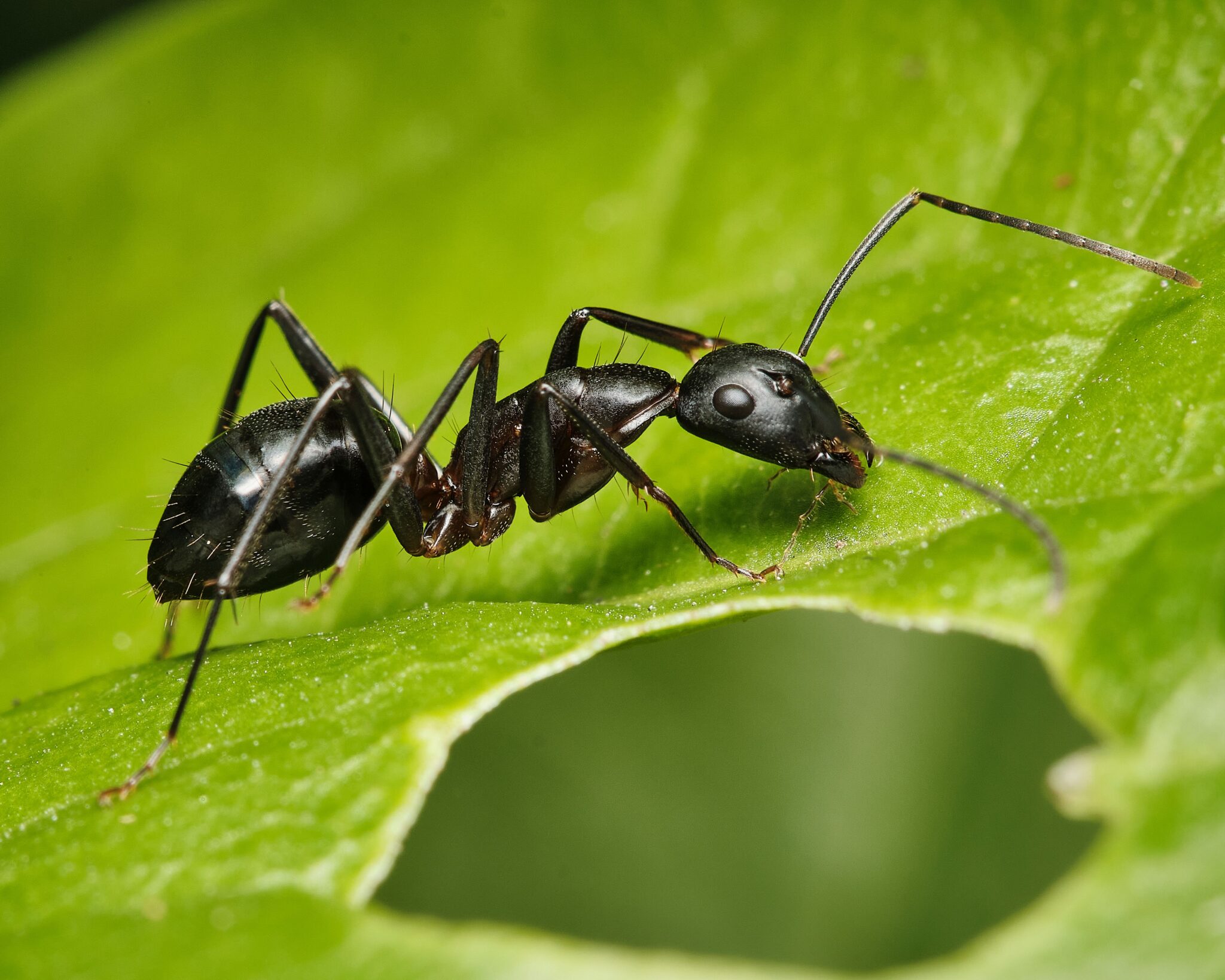 How to Get Rid of Ants in your Lawn — 7 Pet-Friendly Tips
